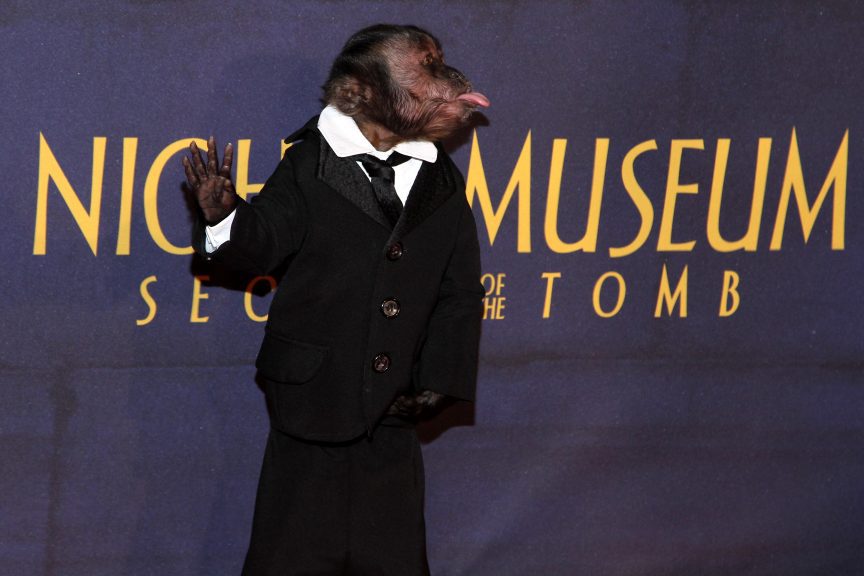 Crystal the Monkey Net Worth in 2023 - Wiki, Age, Weight and Height ...