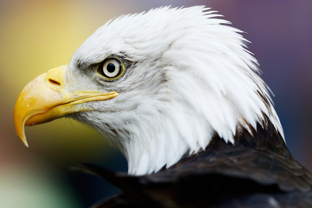 Vitas Net Worth - Wiki, Age, Weight and Height, Relationships, Family ...